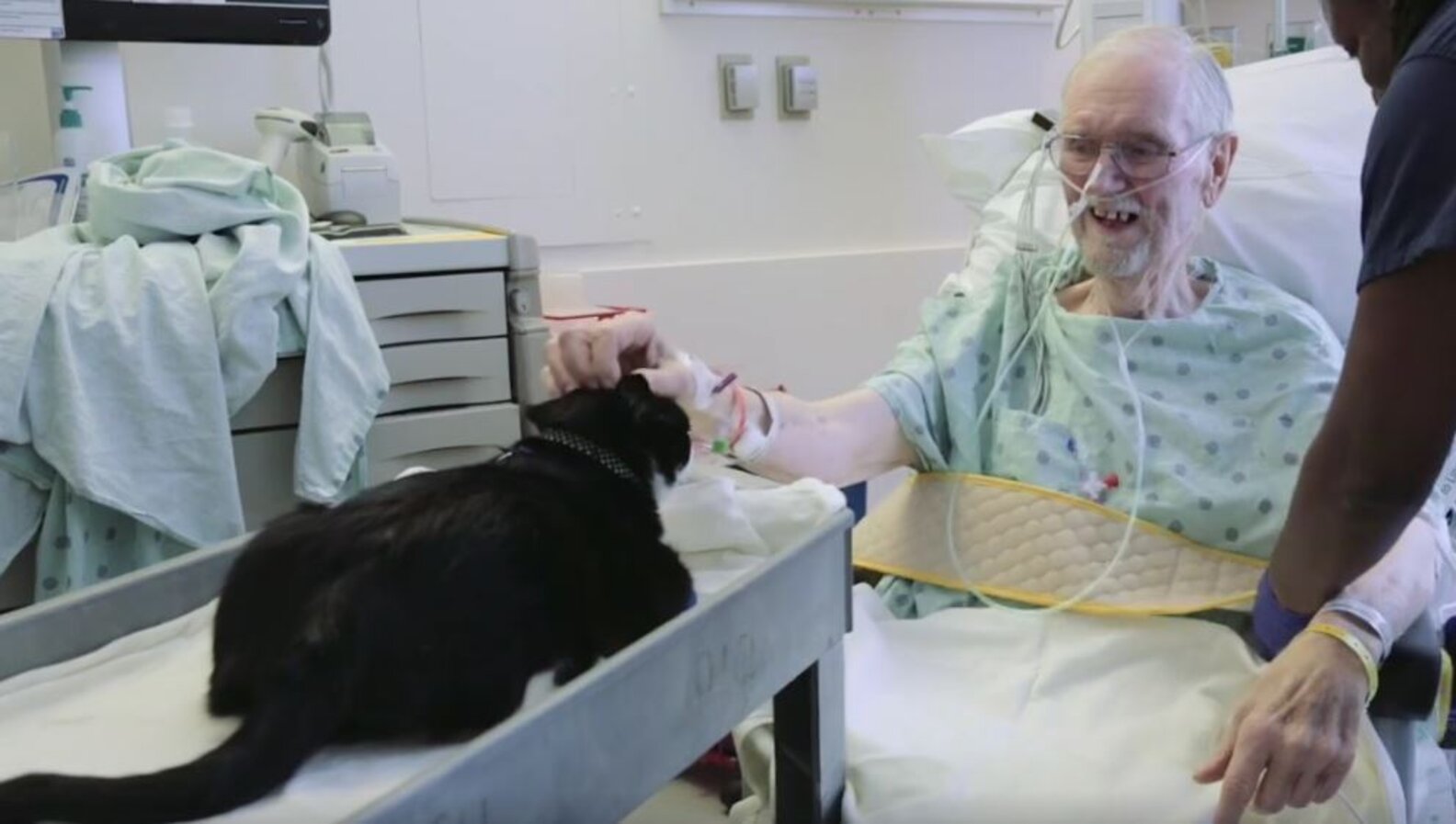 Rescue Cat Visits Hospital To Help All The Patients Feel Safe - The Dodo