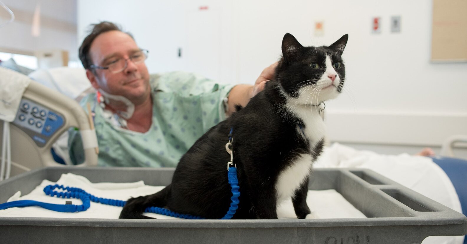 Rescue Cat Visits Hospital To Help All The Patients Feel Safe - The Dodo