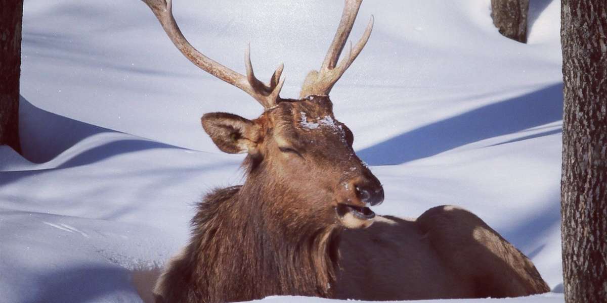 Story Behind The Shot: Peaceful Elk In Snow - The Dodo