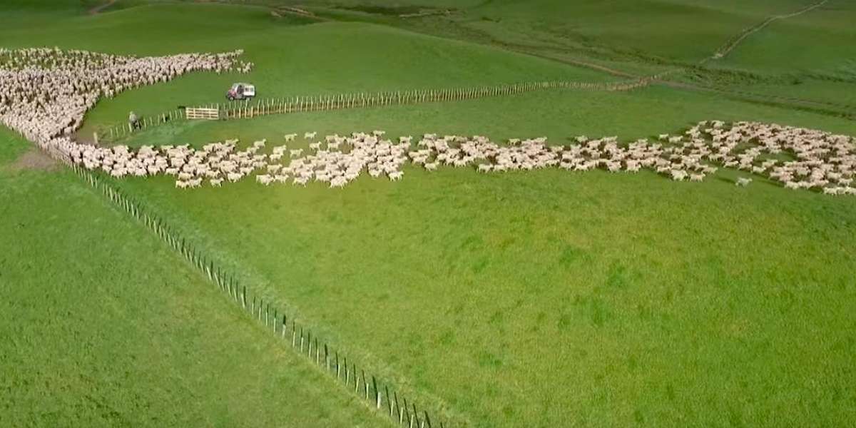 Bird’s Eye View Of Hundreds Of Sheep Is Oddly Hypnotizing - The Dodo