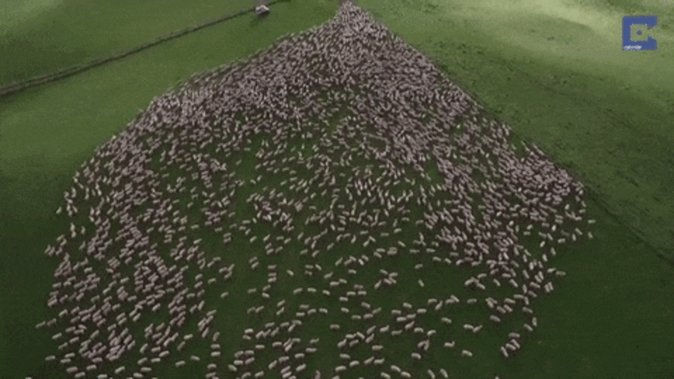 Bird’s Eye View Of Hundreds Of Sheep Is Oddly Hypnotizing - The Dodo