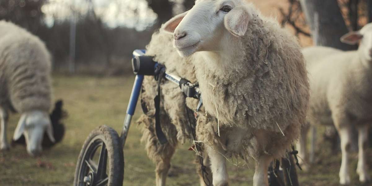 Disabled Sheep Gets New Wheels And A New Sense Of Freedom - The Dodo