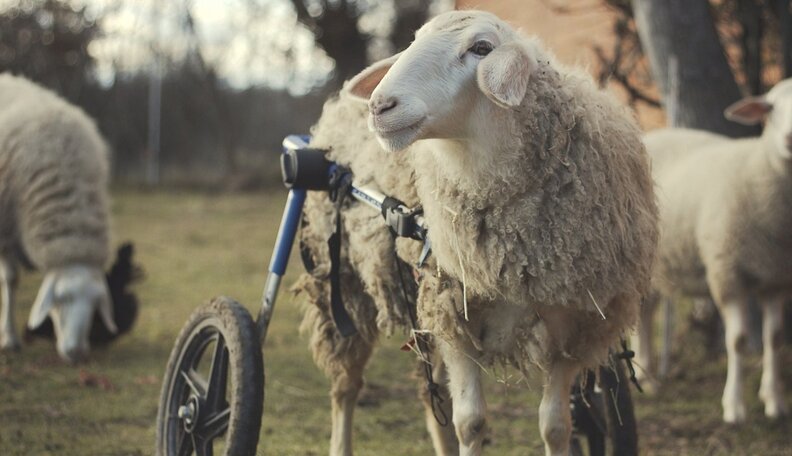 Disabled Sheep Gets New Wheels And A New Sense Of Freedom - The Dodo