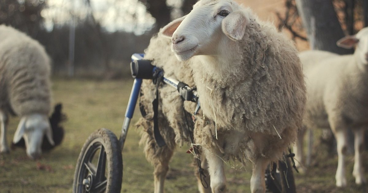 Disabled Sheep Gets New Wheels And A New Sense Of Freedom - The Dodo