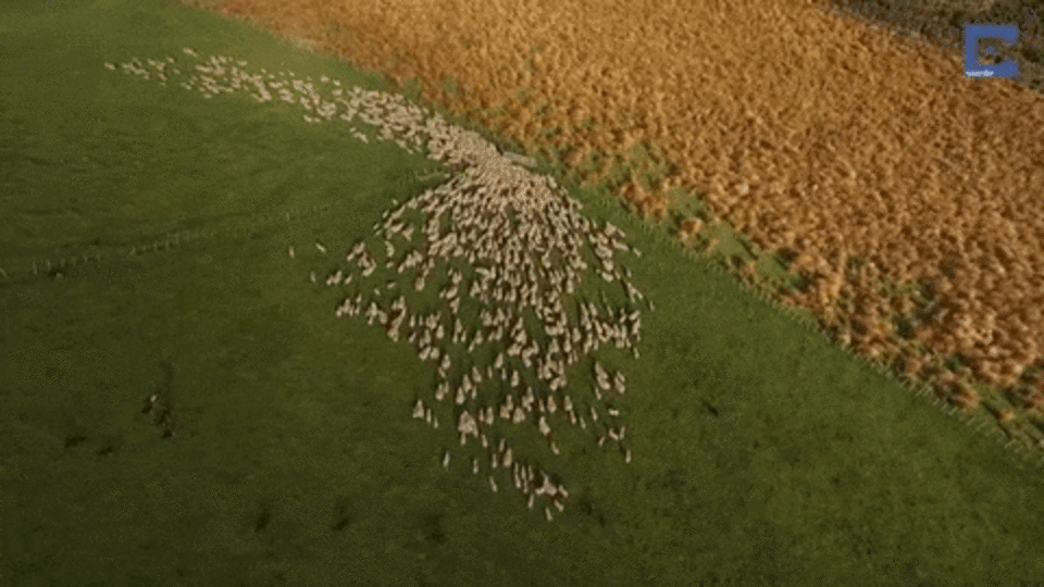 Bird’s Eye View Of Hundreds Of Sheep Is Oddly Hypnotizing - The Dodo