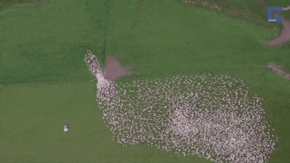 Bird’s Eye View Of Hundreds Of Sheep Is Oddly Hypnotizing - The Dodo