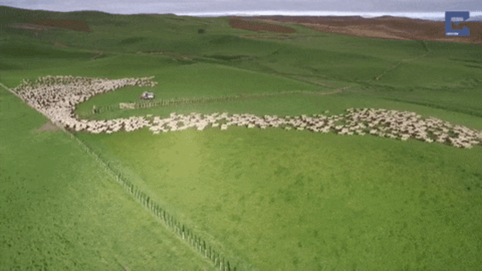 Bird’s Eye View Of Hundreds Of Sheep Is Oddly Hypnotizing - The Dodo