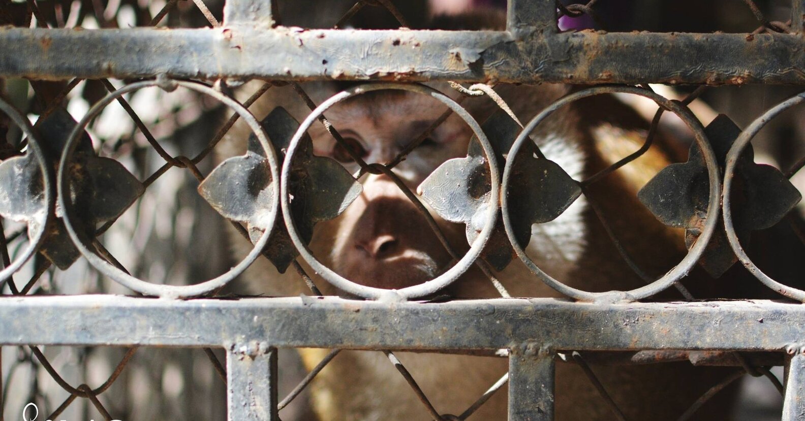 A Family Kept This Monkey Caged In Their Yard For 12 Years - The Dodo