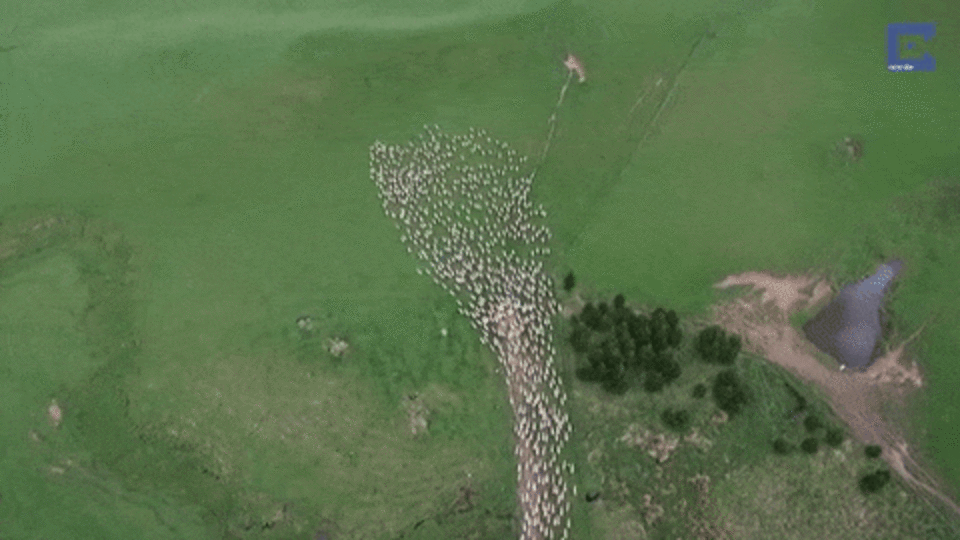 Bird’s Eye View Of Hundreds Of Sheep Is Oddly Hypnotizing - The Dodo