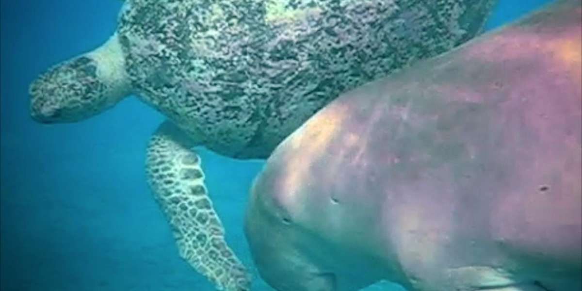 Manatee And Sea Turtle Love Swimming Together - The Dodo
