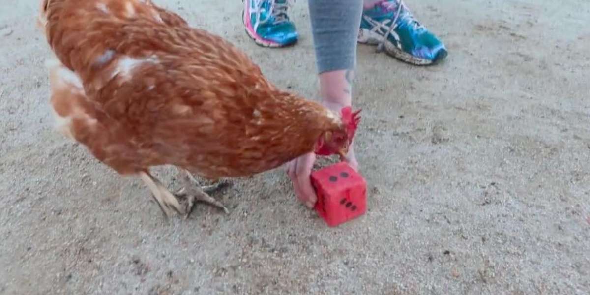 Fluffy Hen Proves With One Brilliant Move She's Just As Smart As Your ...