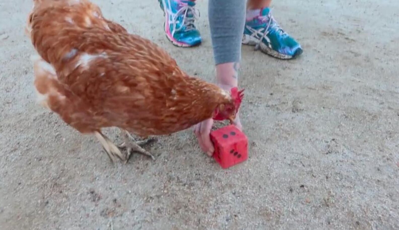 Fluffy Hen Proves With One Brilliant Move She's Just As Smart As Your ...