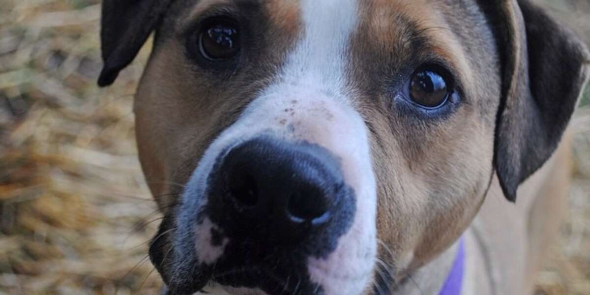 [Untitled] - The Dodo