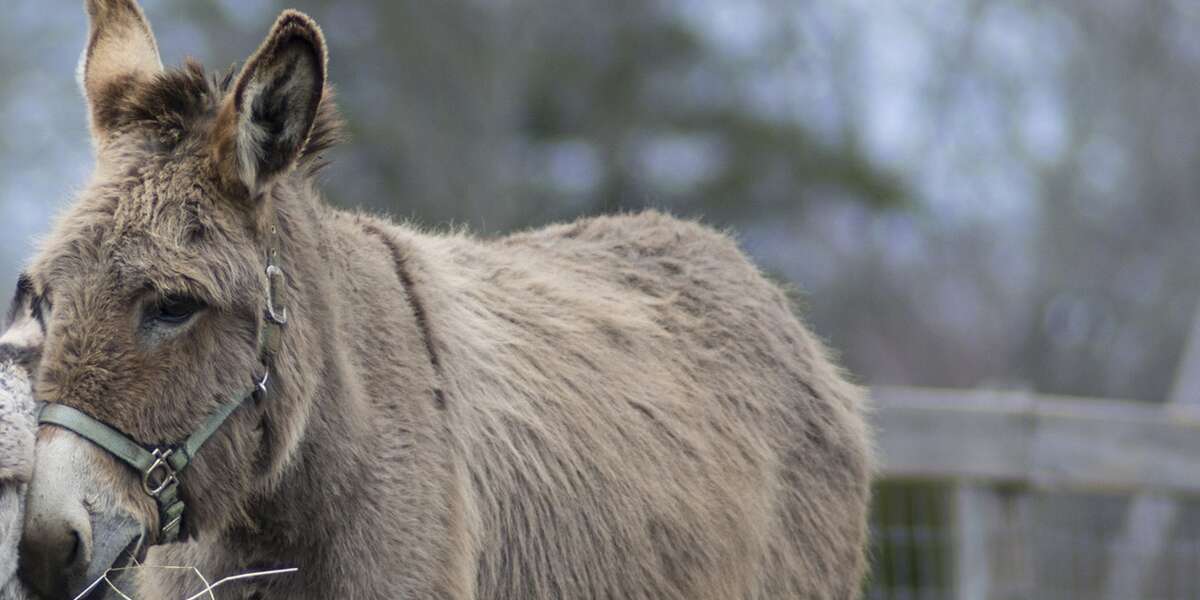 Guard Donkey Delivers A Totally Unexpected And Adorable Surprise - The Dodo