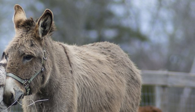 Guard Donkey Delivers A Totally Unexpected And Adorable Surprise - The Dodo