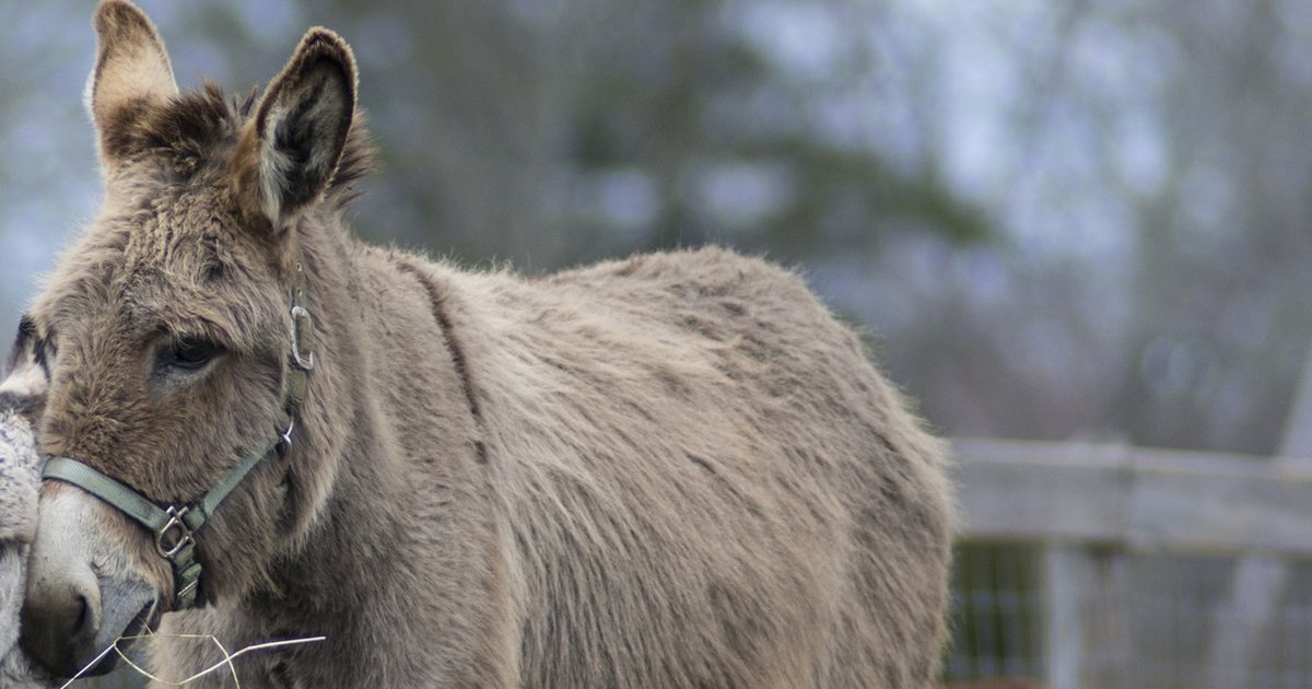 Guard Donkey Delivers A Totally Unexpected And Adorable Surprise - The Dodo