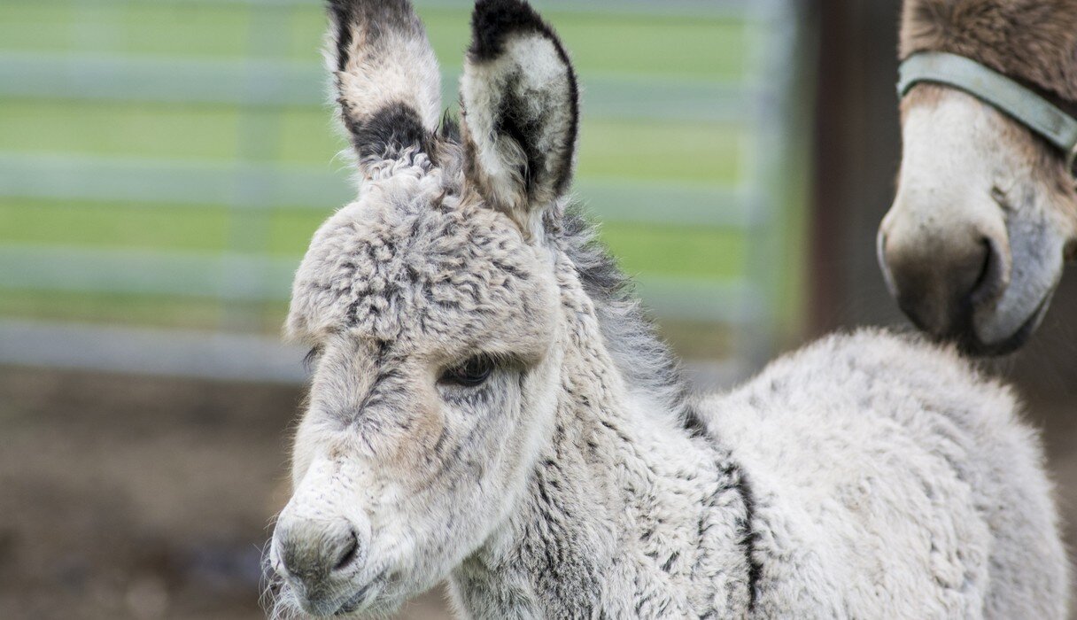 Guard Donkey Delivers A Totally Unexpected And Adorable Surprise - The Dodo