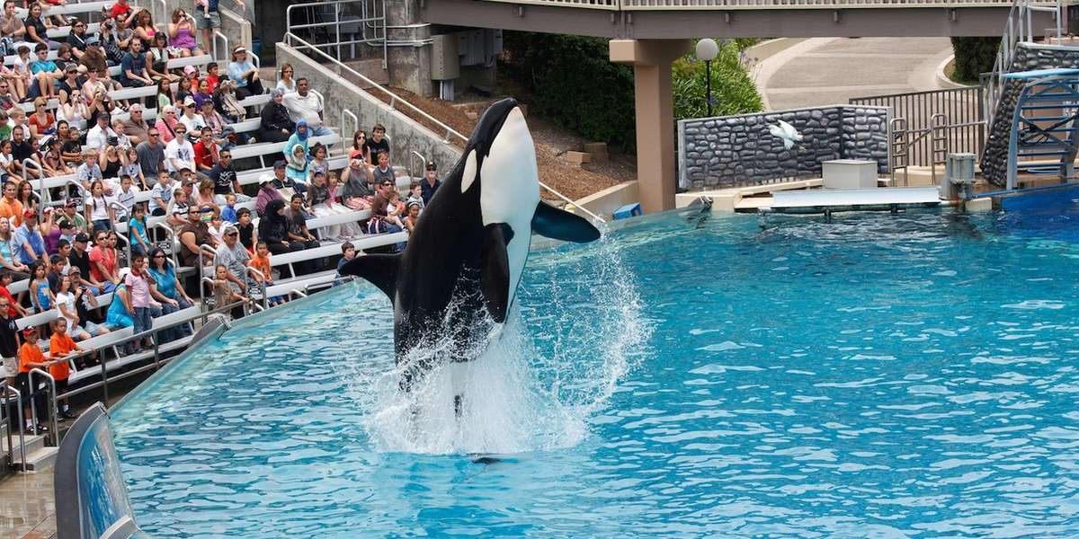 SeaWorld Called Out On Massive Failure - The Dodo
