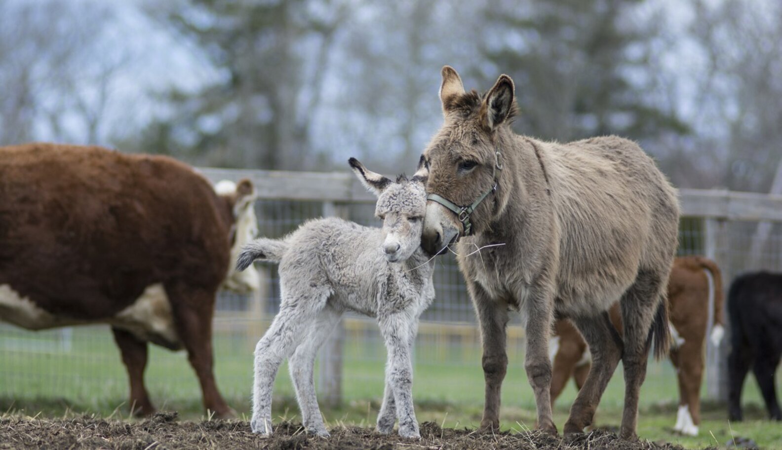 Guard Donkey Delivers A Totally Unexpected And Adorable Surprise - The Dodo