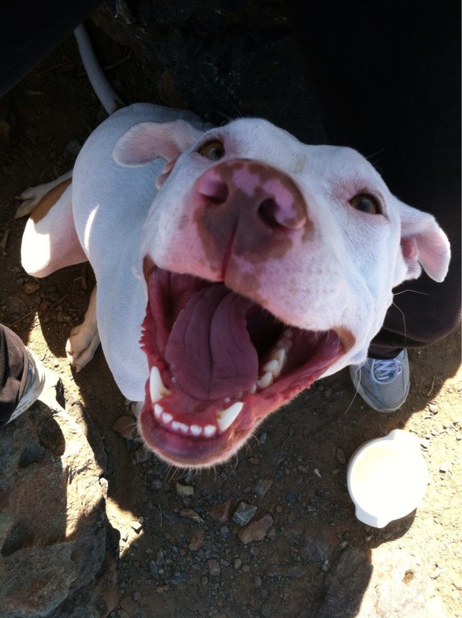 19 Smiling Pit Bulls Who Are Really, Really, Really Happy - The Dodo