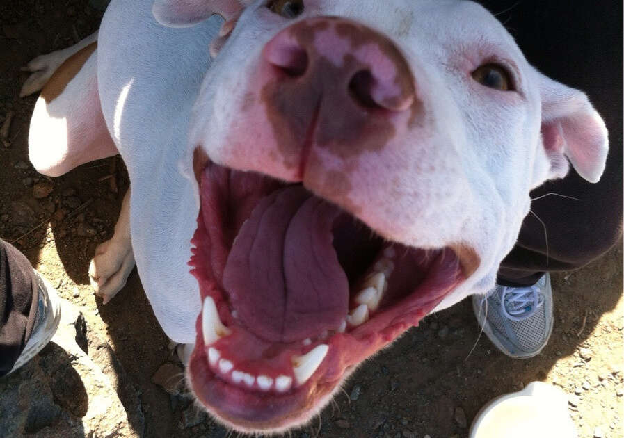 19 Smiling Pit Bulls Who Are Really, Really, Really Happy - The Dodo