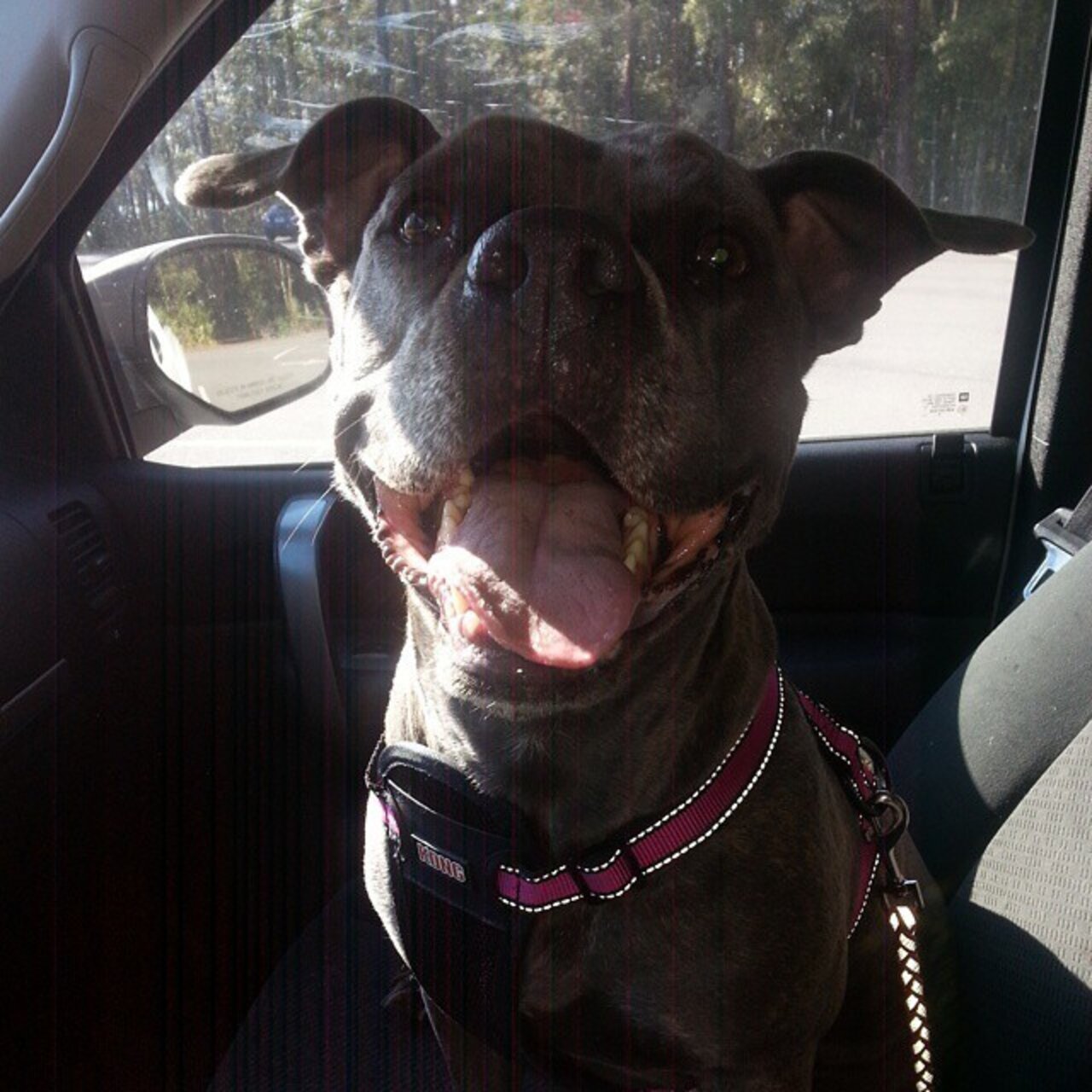 19 Smiling Pit Bulls Who Are Really, Really, Really Happy - The Dodo