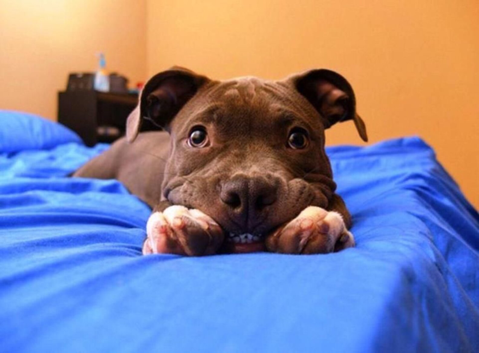 19 Smiling Pit Bulls Who Are Really, Really, Really Happy - The Dodo