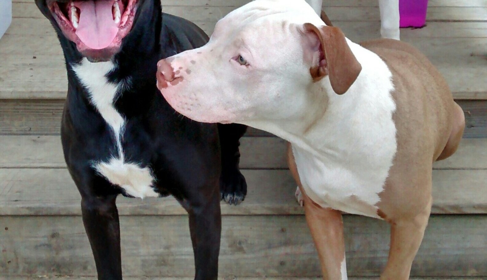 19 Smiling Pit Bulls Who Are Really, Really, Really Happy - The Dodo