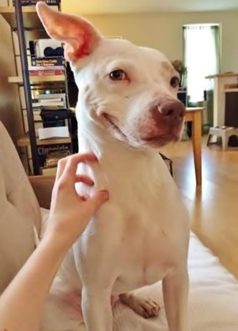 19 Smiling Pit Bulls Who Are Really, Really, Really Happy - The Dodo