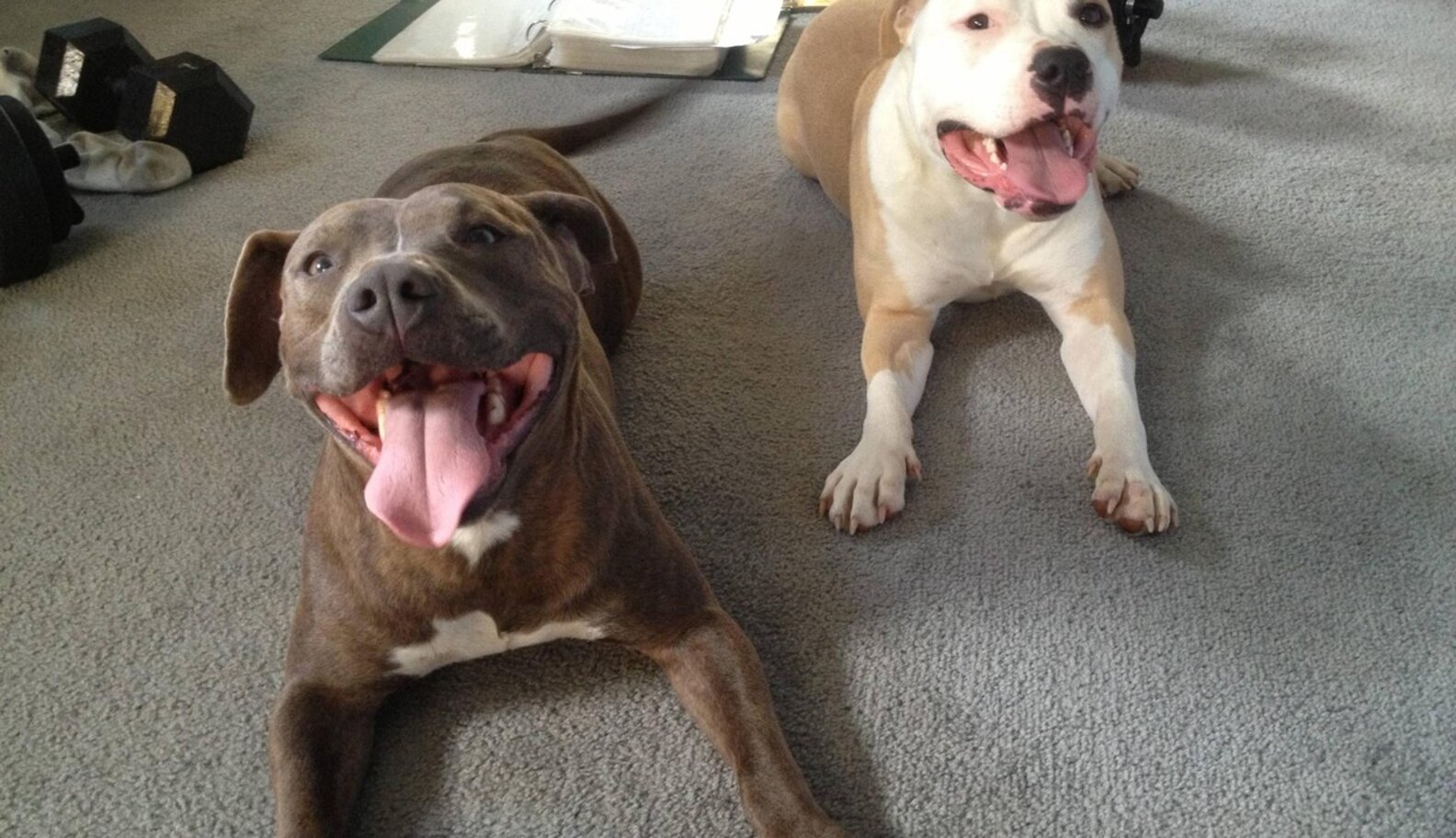 19 Smiling Pit Bulls Who Are Really, Really, Really Happy - The Dodo