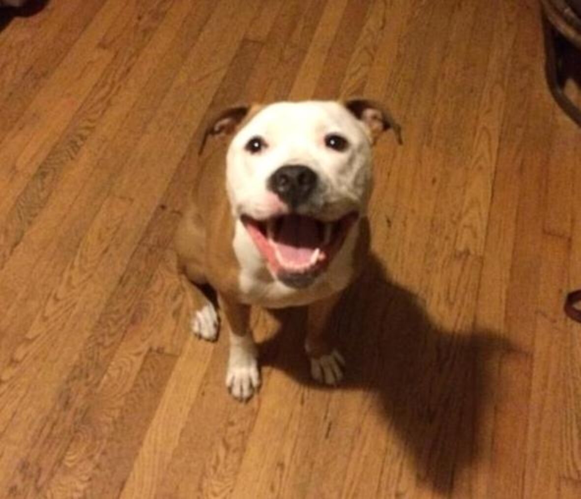 19 Smiling Pit Bulls Who Are Really, Really, Really Happy - The Dodo