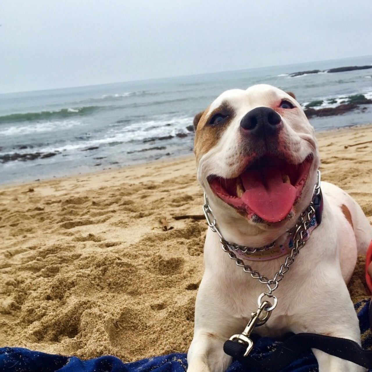 19 Smiling Pit Bulls Who Are Really, Really, Really Happy - The Dodo