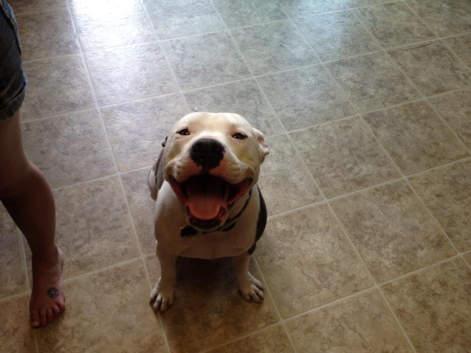 19 Smiling Pit Bulls Who Are Really, Really, Really Happy - The Dodo