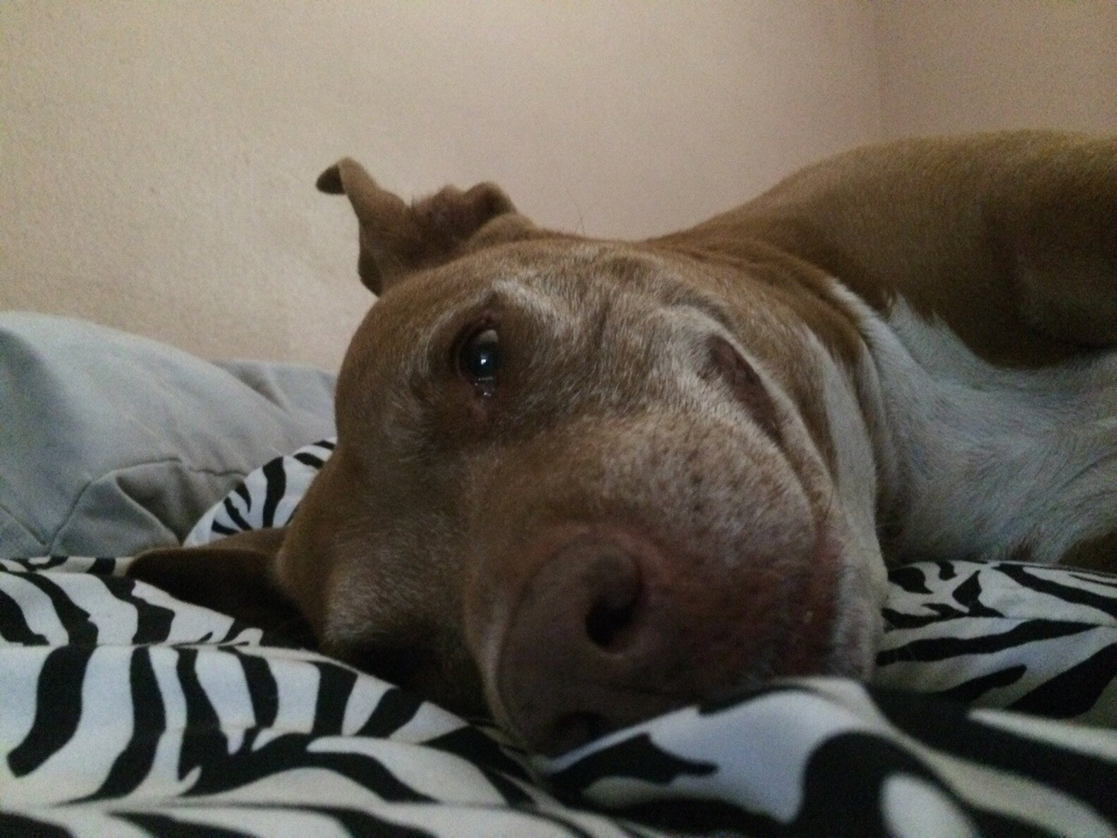 19 Smiling Pit Bulls Who Are Really, Really, Really Happy - The Dodo