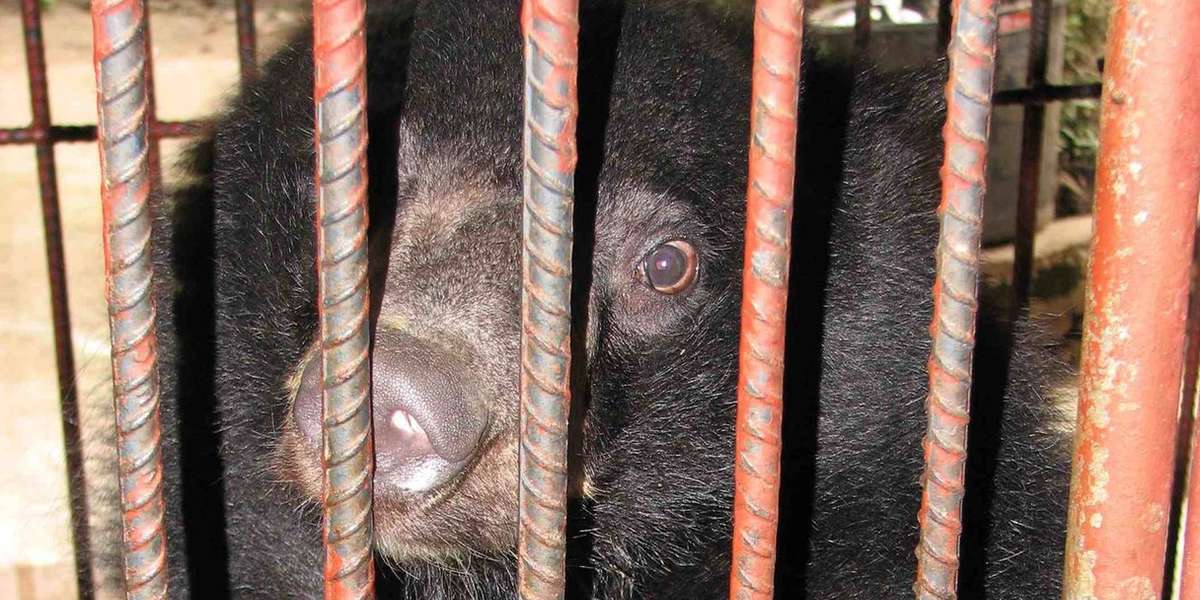 This Country Just Promised To Shut Down Barbaric Bear 'Farms' - The Dodo