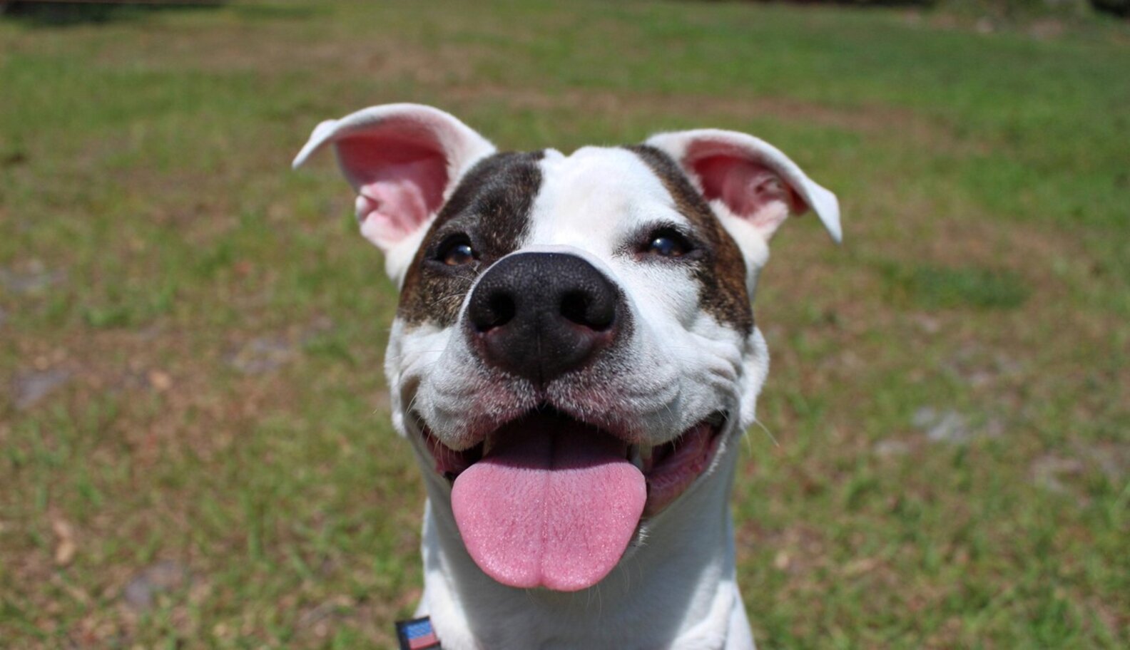 19 Smiling Pit Bulls Who Are Really, Really, Really Happy - The Dodo