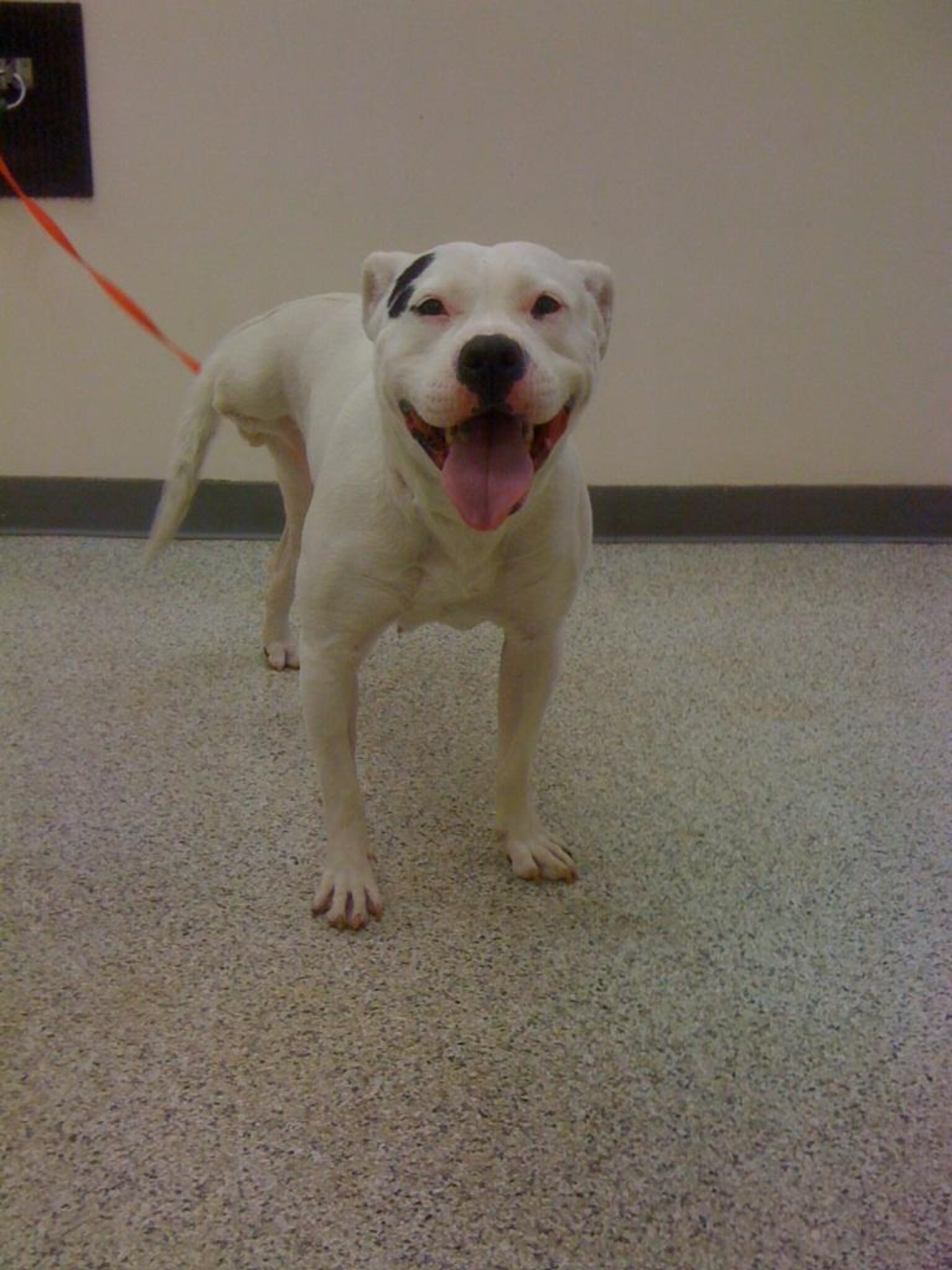 19 Smiling Pit Bulls Who Are Really, Really, Really Happy - The Dodo