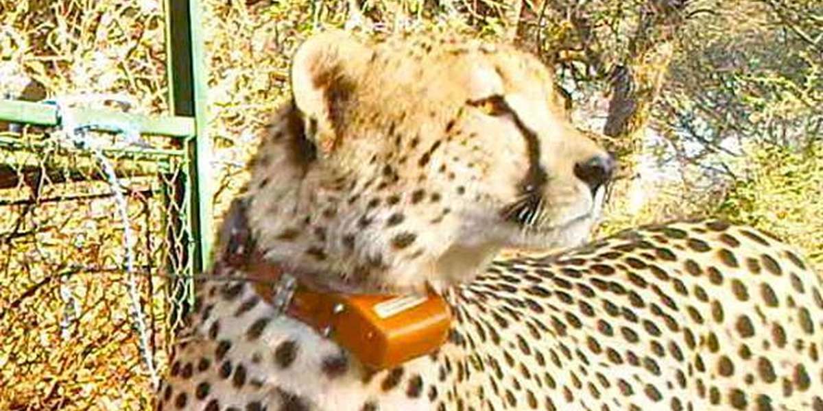 Beloved Cheetah Found Shot Dead On Side Of Highway - The Dodo