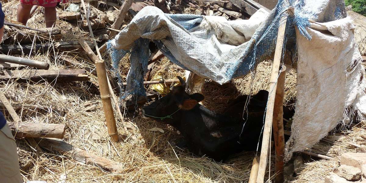 I Survived Nepal Earthquake By Protecting A Trapped, Injured Cow - The Dodo