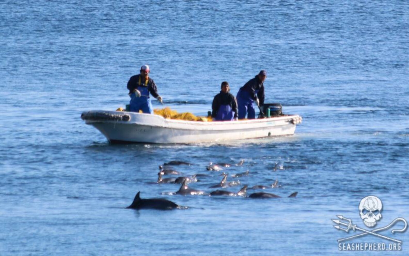 World’s Largest Zoo Group Accused Of Ties To Bloody Dolphin Slaughter ...