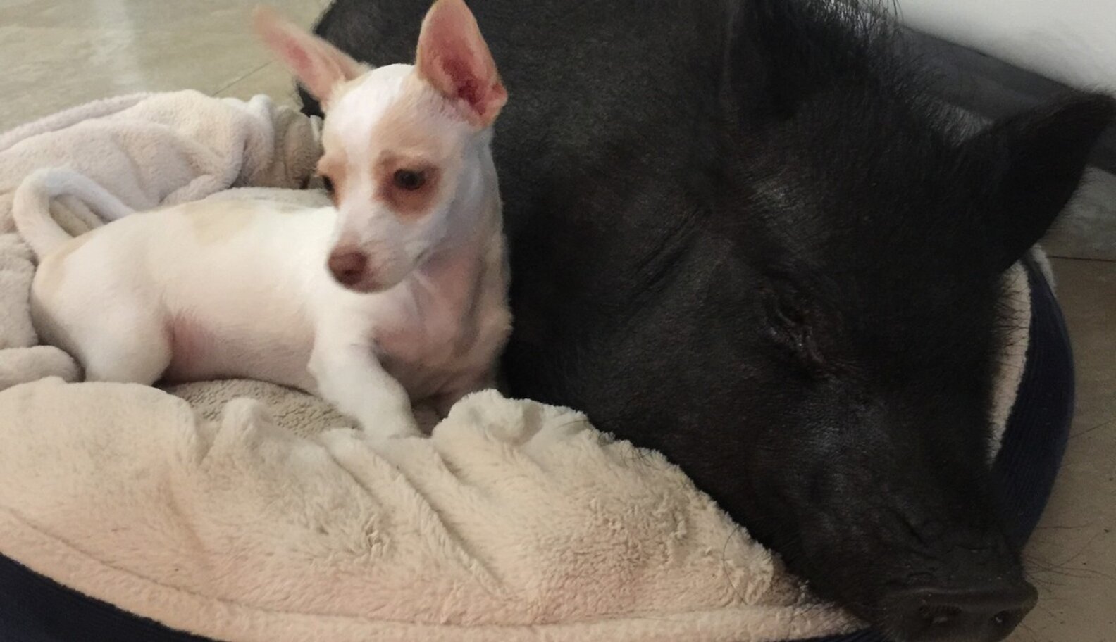 Therapy Pig Meets Abandoned Puppy And Falls In Love - The Dodo