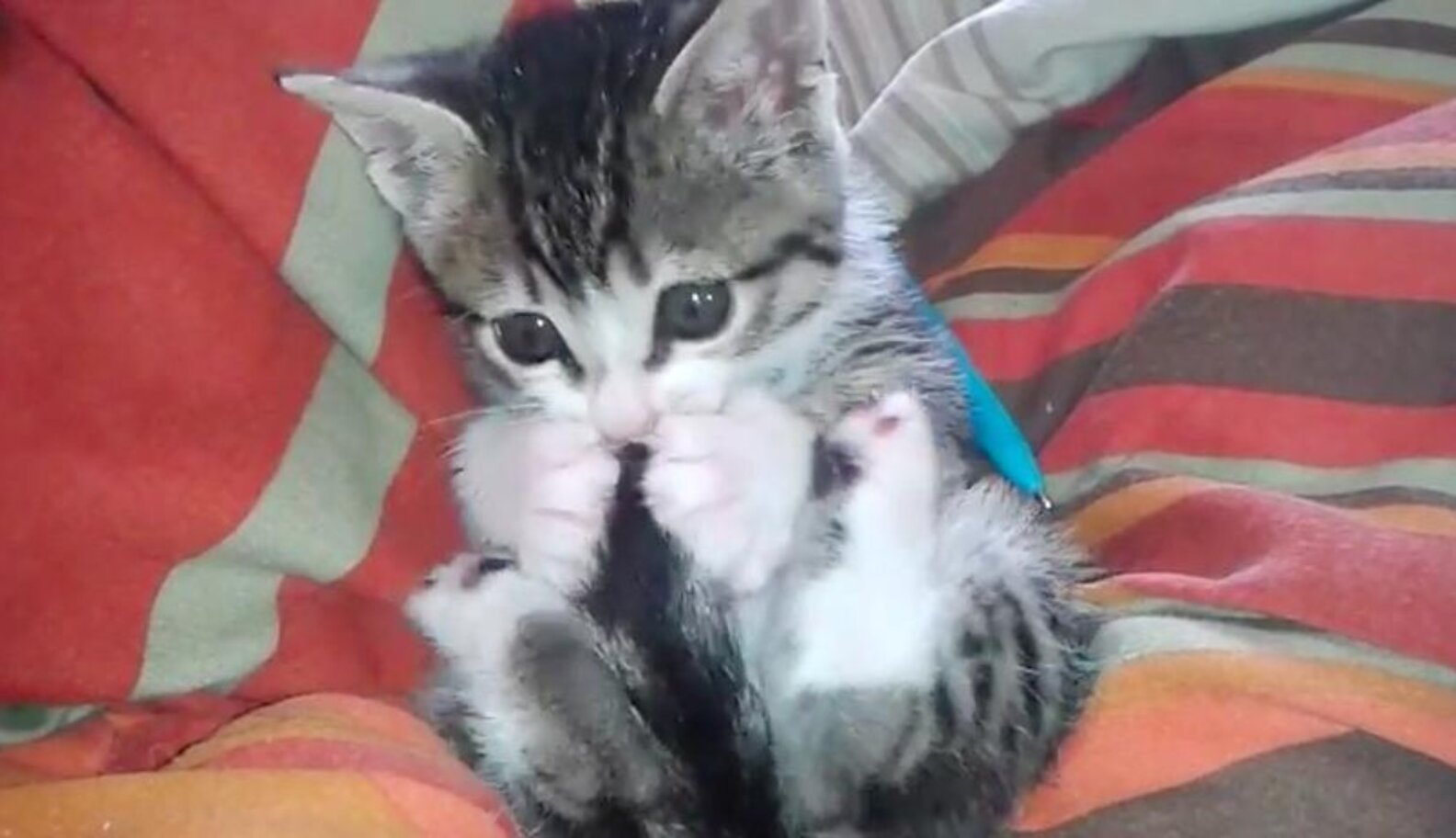 Tiny Kitten Discovering Her Tail Is Mesmerizing - The Dodo