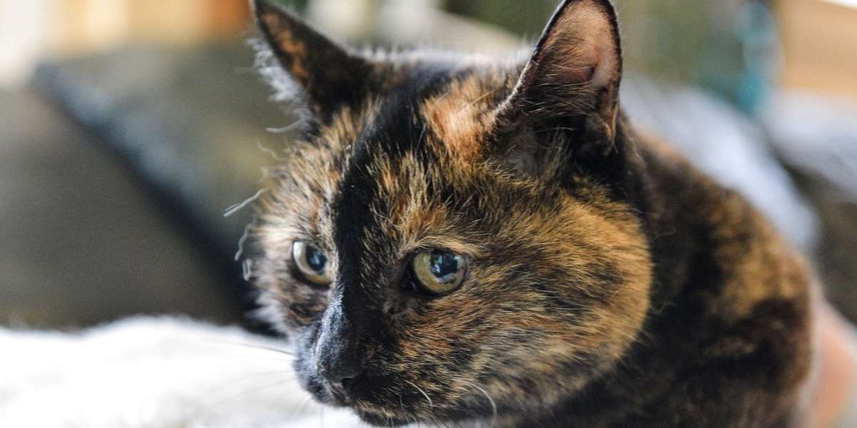 Cat Has Been Rejected By More Than 30,000 Adopters - The Dodo