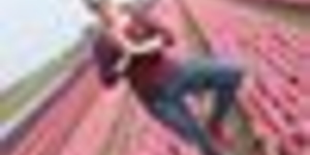 Roos Kocken - The Dodo