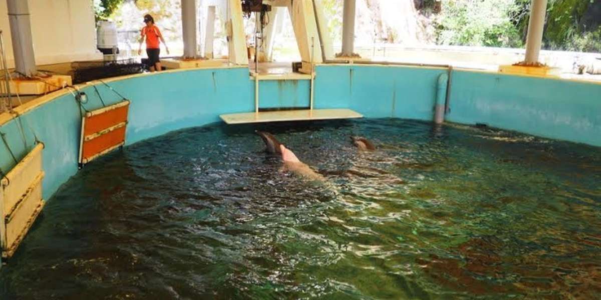 Dolphin Forced To Live In Tank So Dirty It's Black - The Dodo