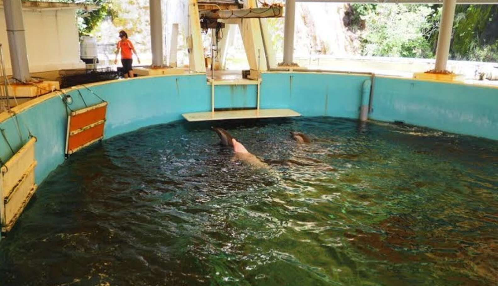 Dolphin Forced To Live In Tank So Dirty It's Black - The Dodo
