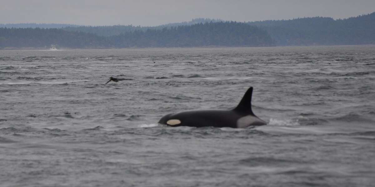 6 Ways Granny The 103-Year-Old Orca Has A Way Better Life Than Any ...