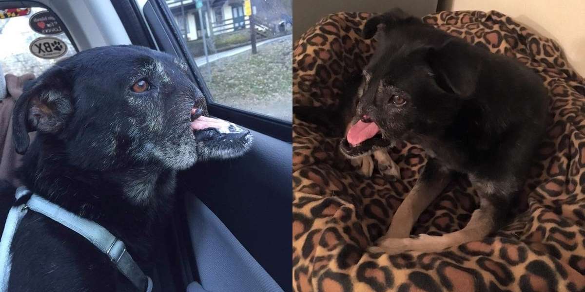 Dog Whose Nose Was Cut Off Gets His Very First Bed - The Dodo
