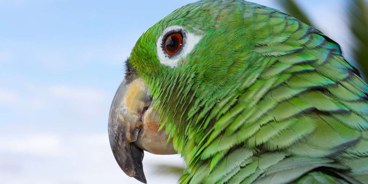 5 Of The Brainiest Birds On Earth - The Dodo