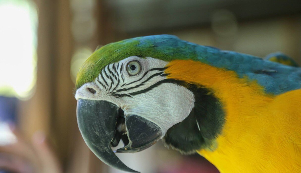 5 Of The Brainiest Birds On Earth - The Dodo